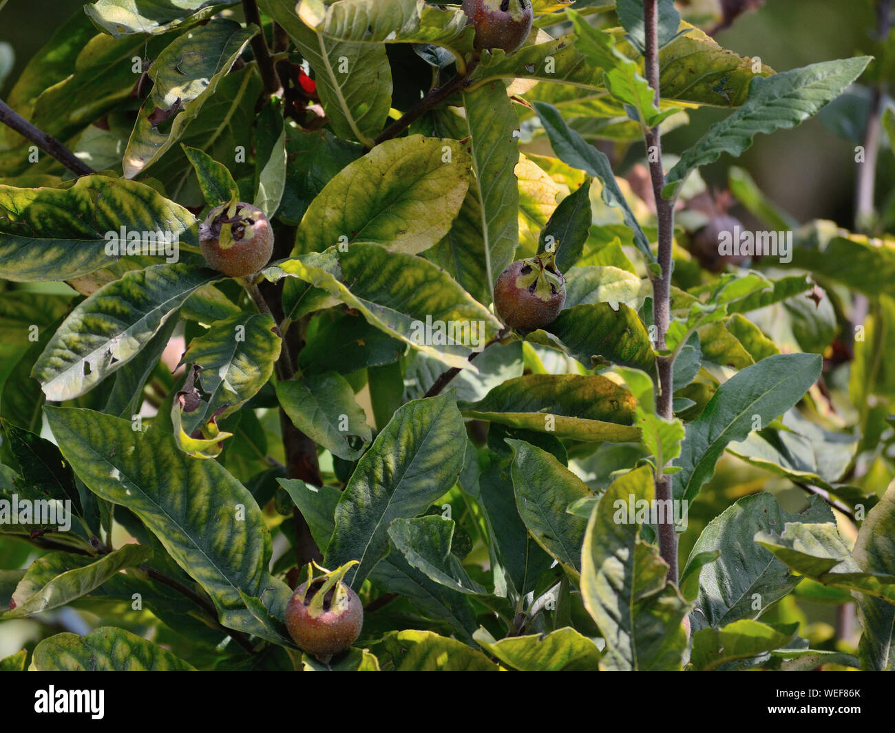 Medlars growing on tree Stock Photo - Alamy