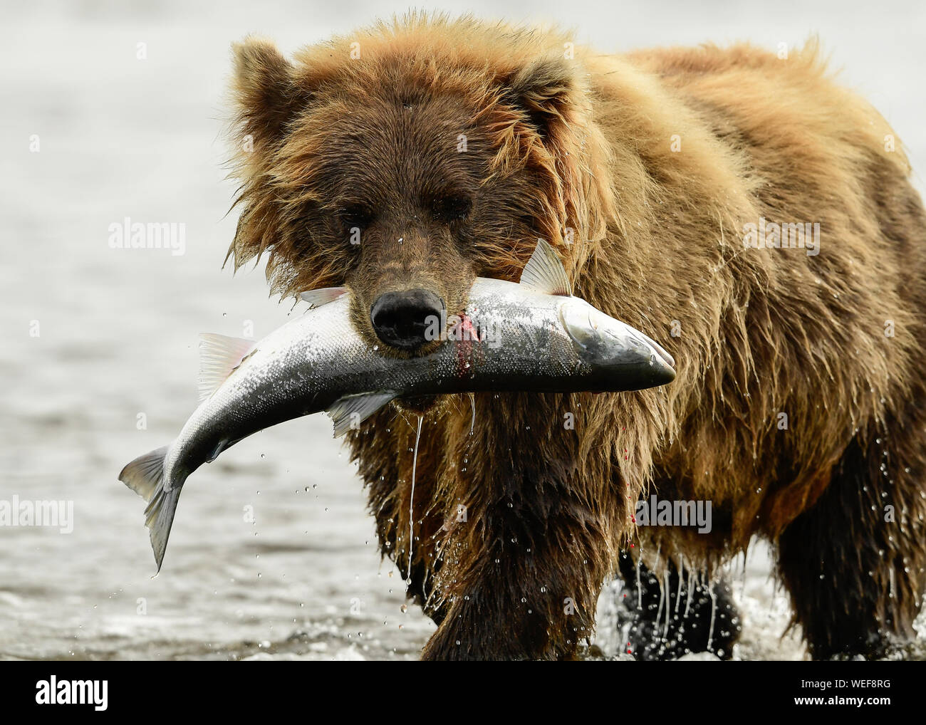 Alaska Brown Bear (Ursus arctos) Lake Clark National Park Stock Photo ...
