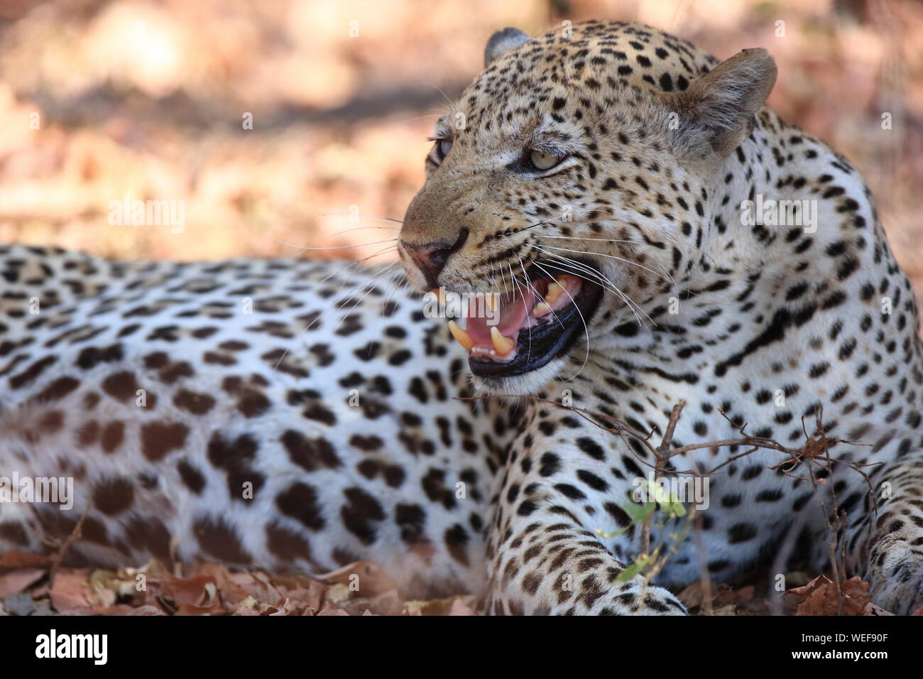 Snarling Leopard High Resolution Stock Photography and Images - Alamy