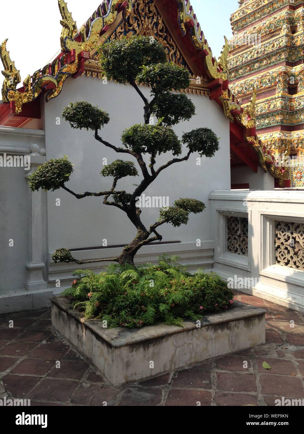 Temple building with bonsai hi-res stock photography and images - Alamy