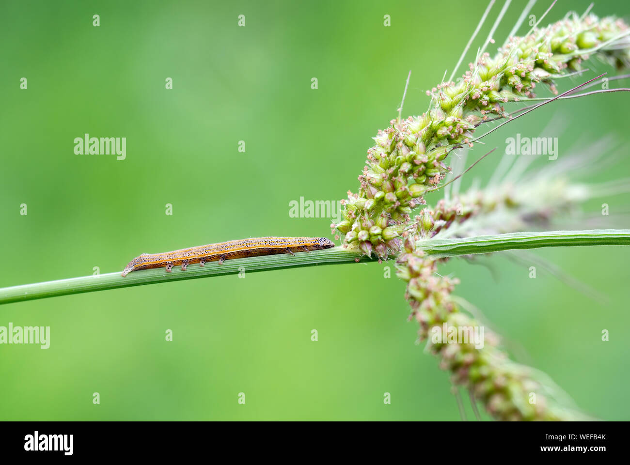 Aedia leucomelas caterpillar. Noctuidae. Aka The Eastern Alchymist ...