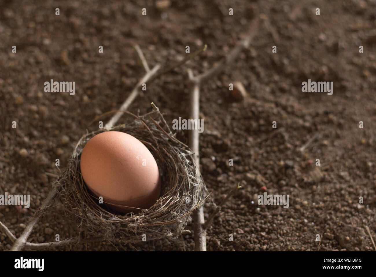 Ground nest hi-res stock photography and images - Alamy