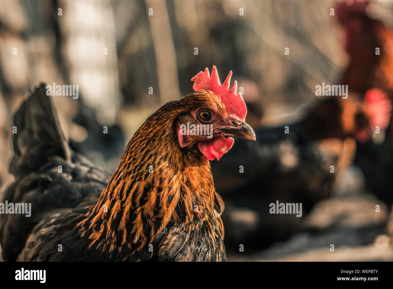 Hen And Rooster Side By Side High Resolution Stock Photography and ...