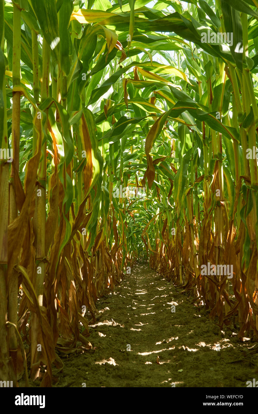 Rows of mature corn. France Stock Photo - Alamy