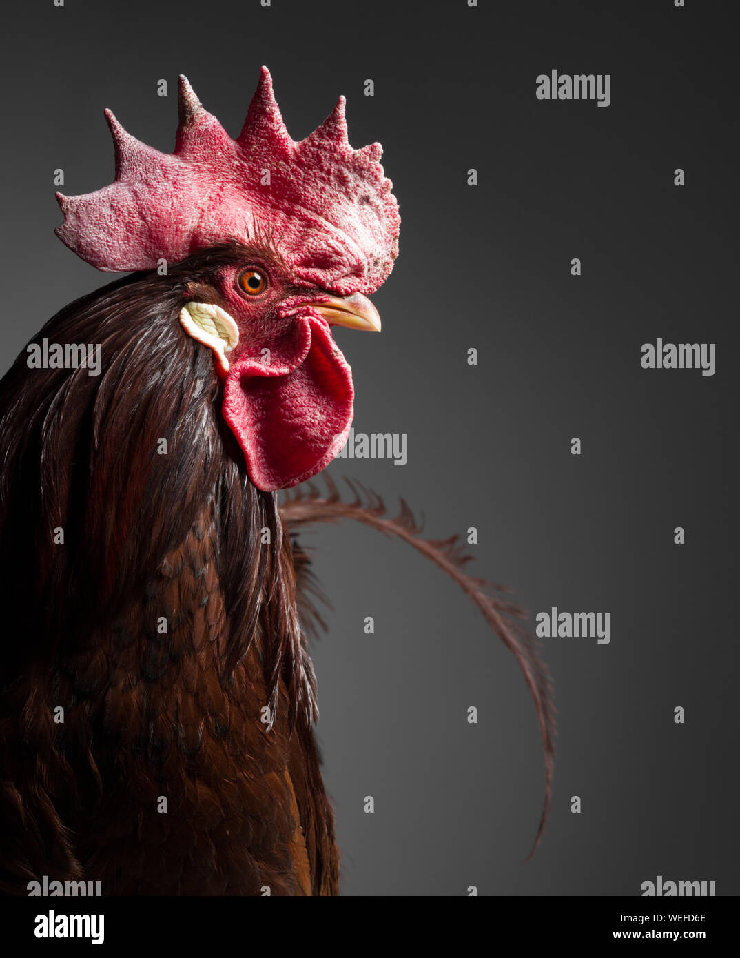 Brown chicken side view head hi-res stock photography and images - Alamy