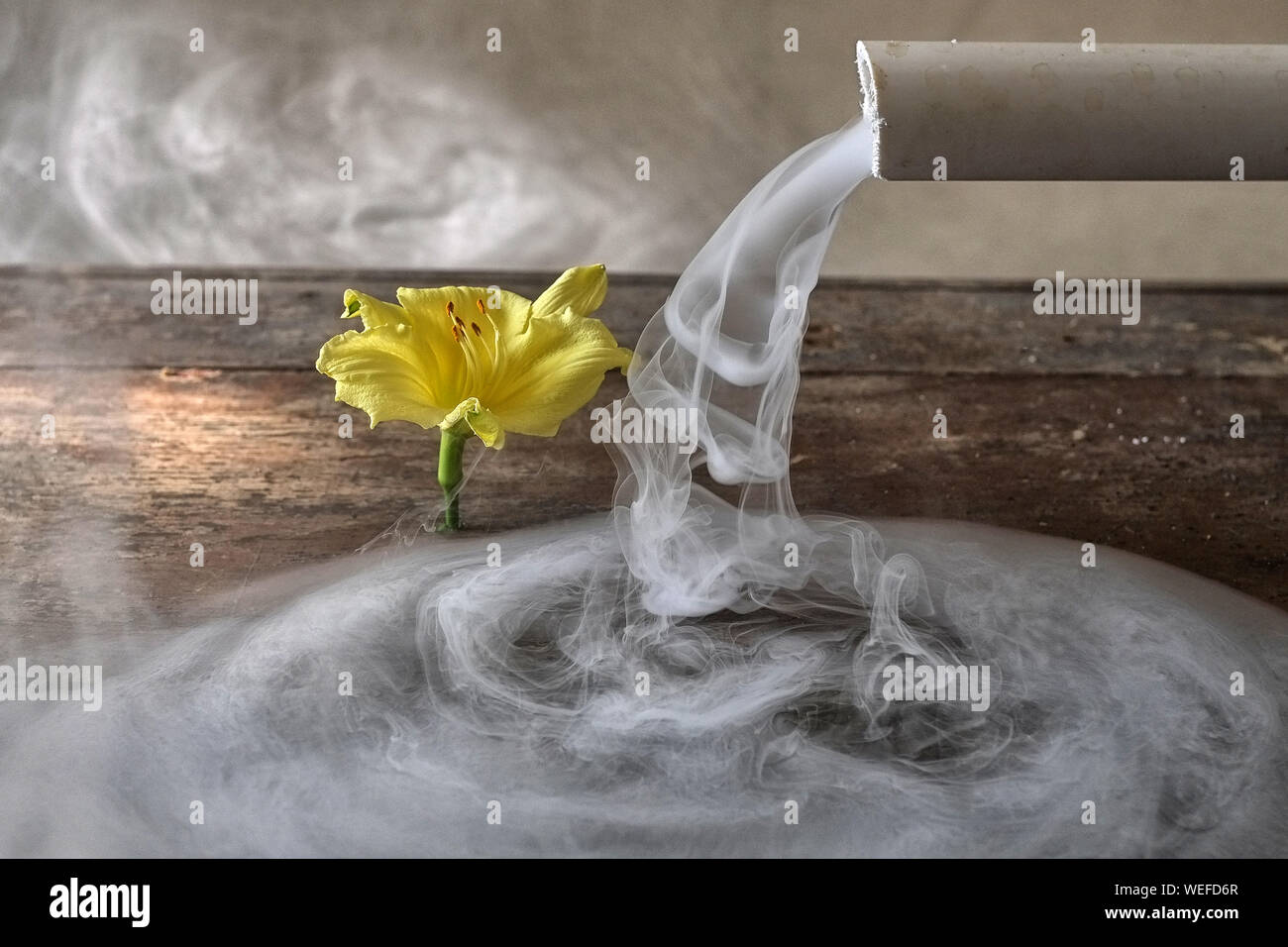 Pipe flower hi-res stock photography and images - Alamy