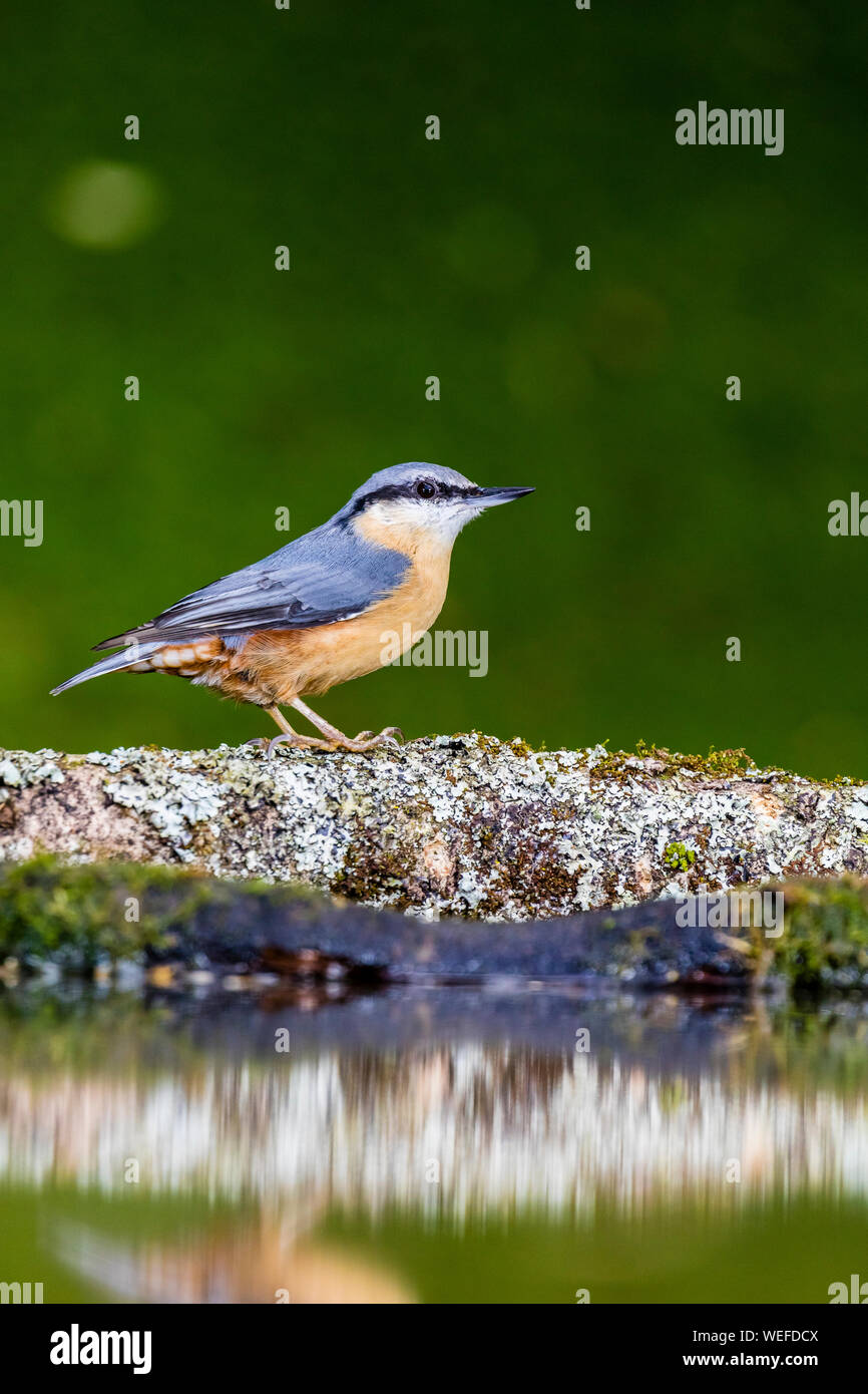 European nuthatch at a garden pool Stock Photo - Alamy