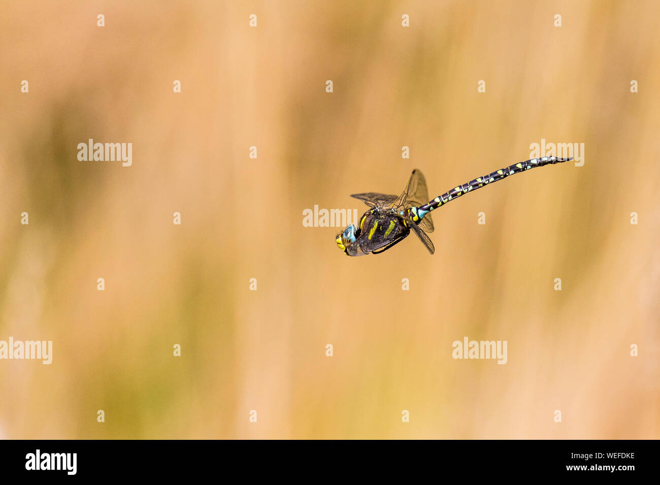 Male common hawker dragonfly in flight Stock Photo - Alamy