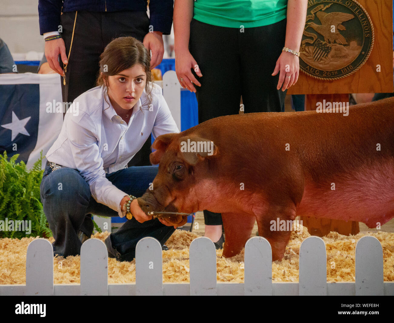 Prize winning pig hi-res stock photography and images - Alamy