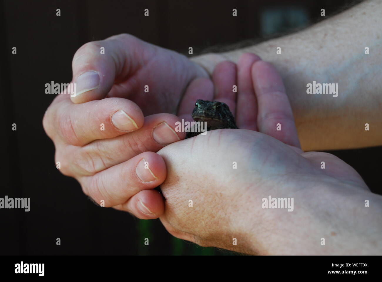 Frog hands hi-res stock photography and images - Alamy