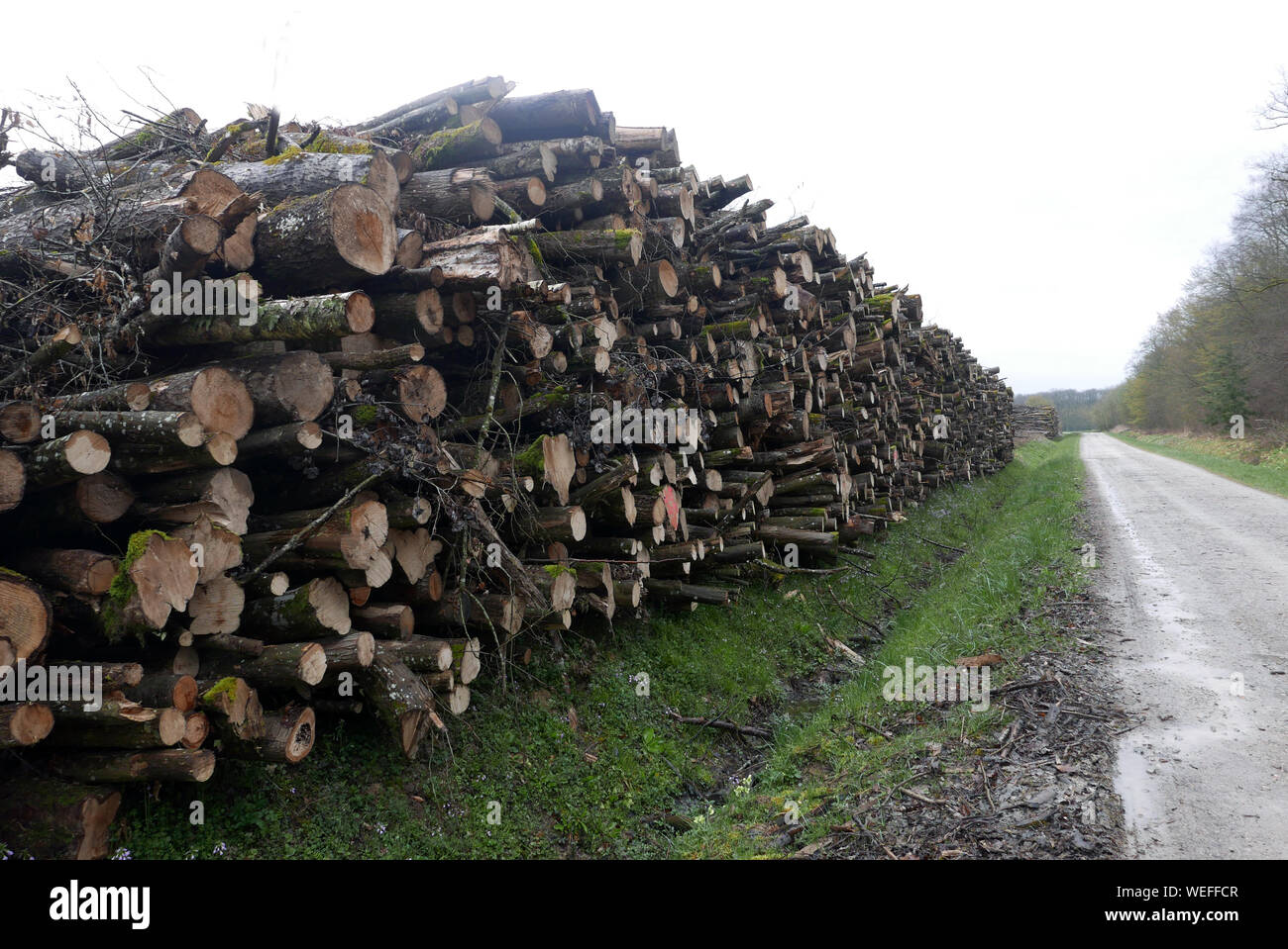 Log footpath High Resolution Stock Photography and Images - Alamy