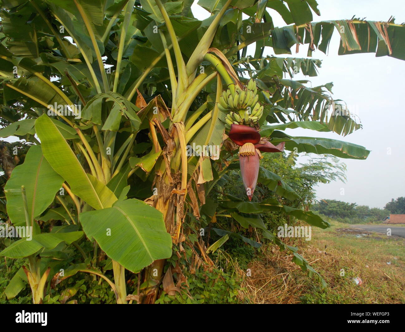 Banana tree field hi-res stock photography and images - Alamy