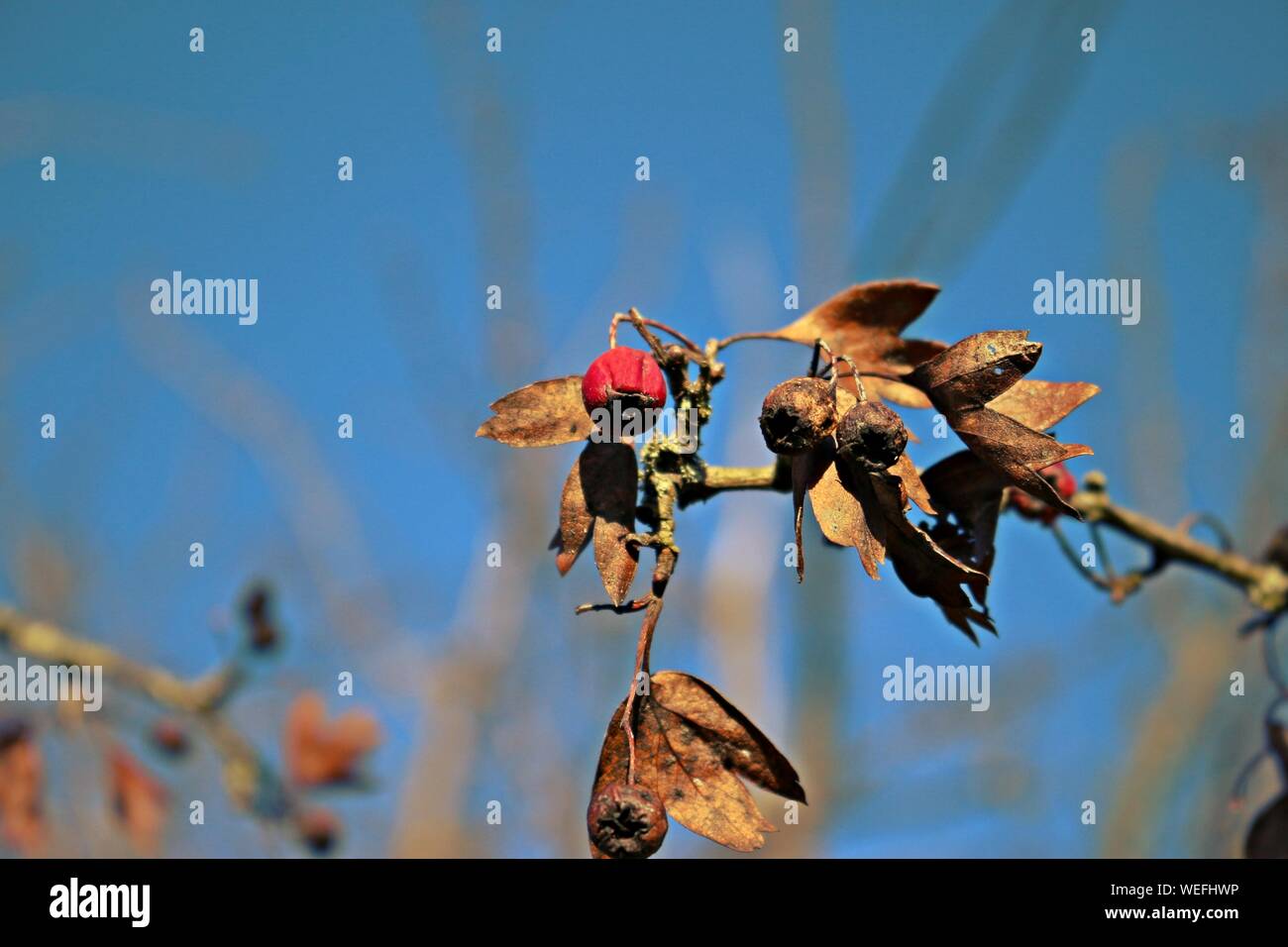 Rotten berries hi-res stock photography and images - Alamy