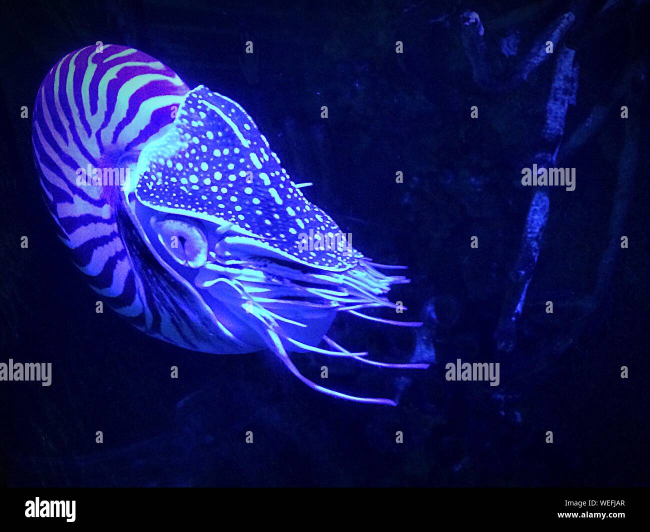 London Sea Life Aquarium High Resolution Stock Photography and Images ...