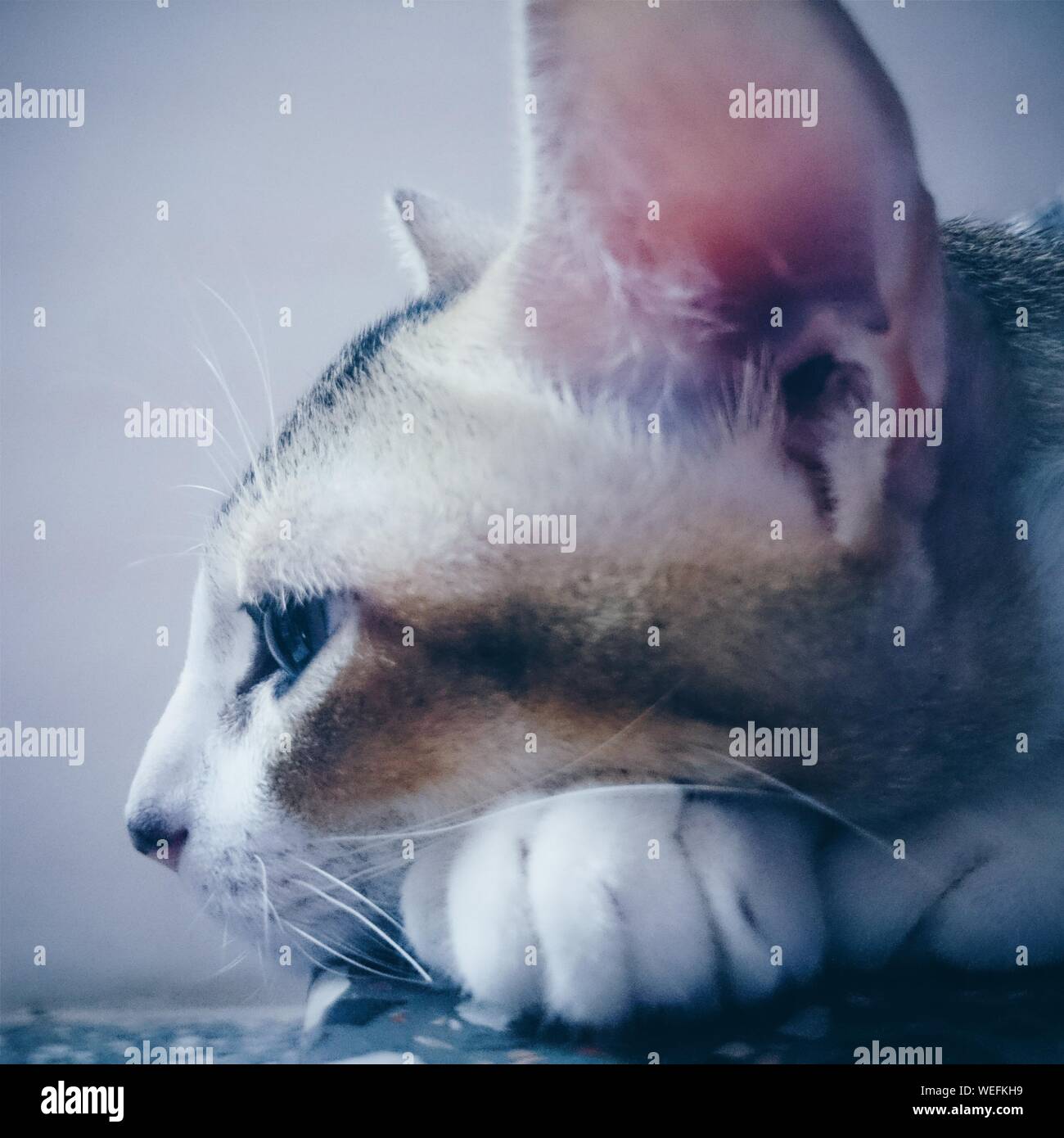 Cat head on paw hi-res stock photography and images - Alamy