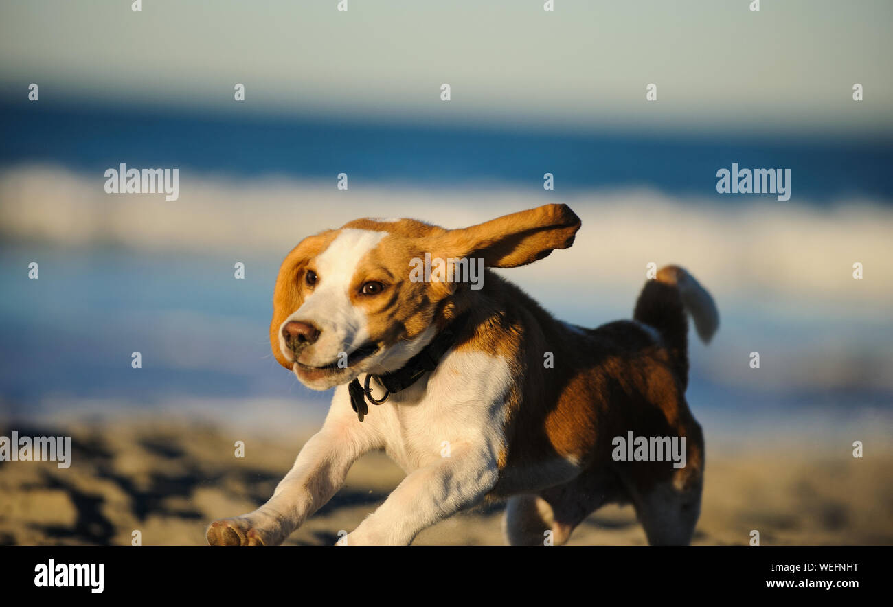 Beagle beach hi-res stock photography and images - Alamy