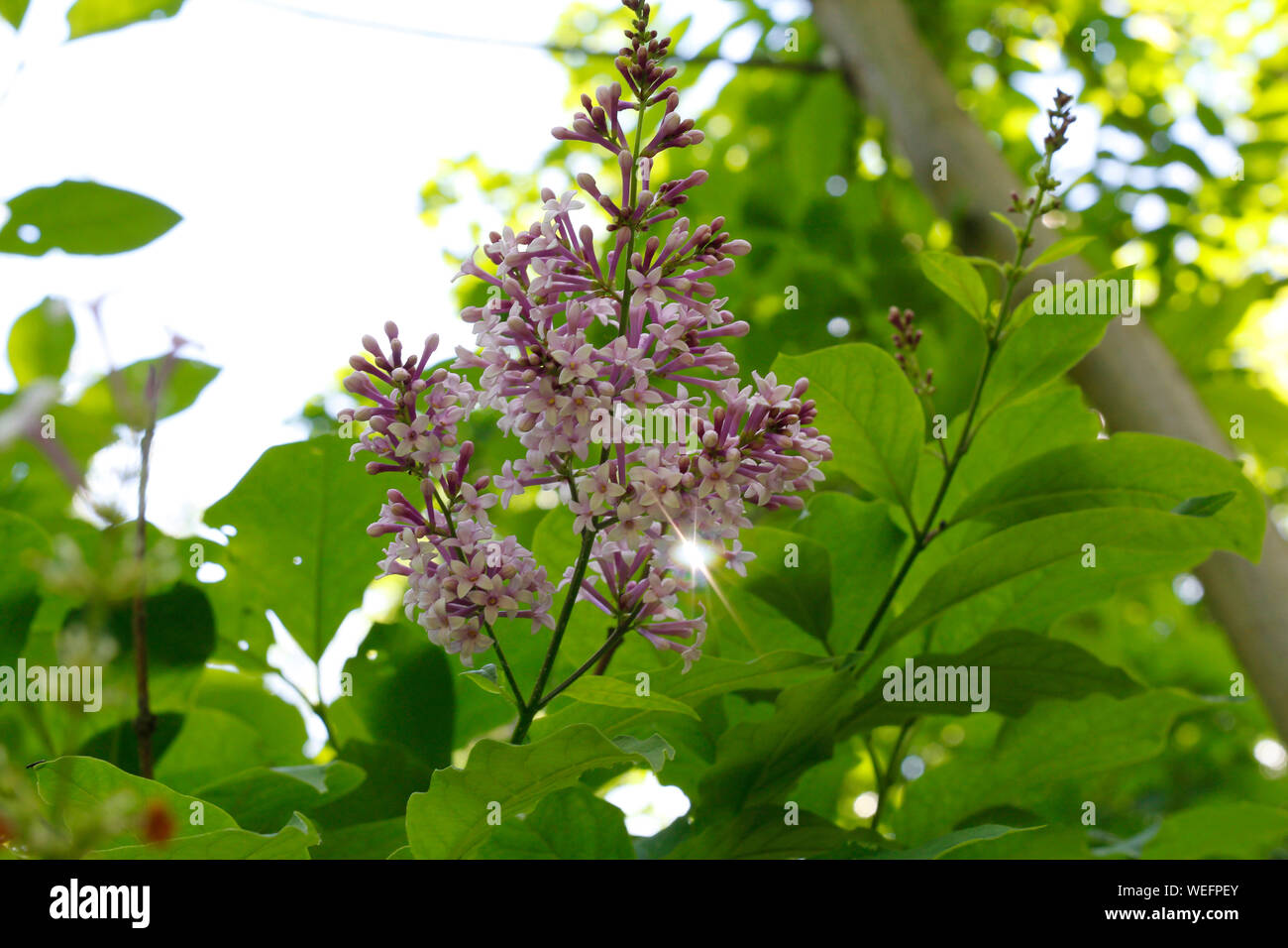 Lilac flowers on a tree, flowering shrubs. One lilac branch on a tree ...