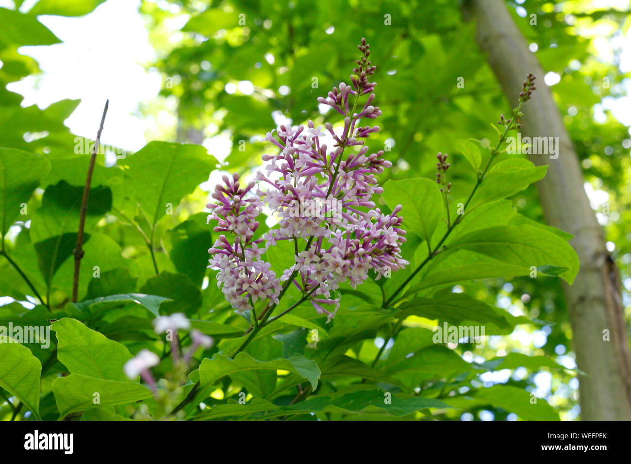 Lilac flowers on a tree, flowering shrubs. One lilac branch on a tree ...