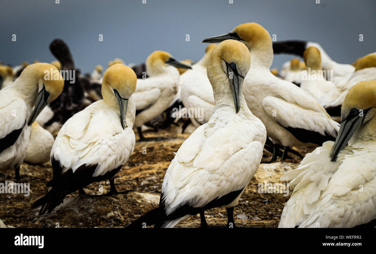 Port Chalmers, New Zealand, wildlife, animals, flock of birds Stock ...