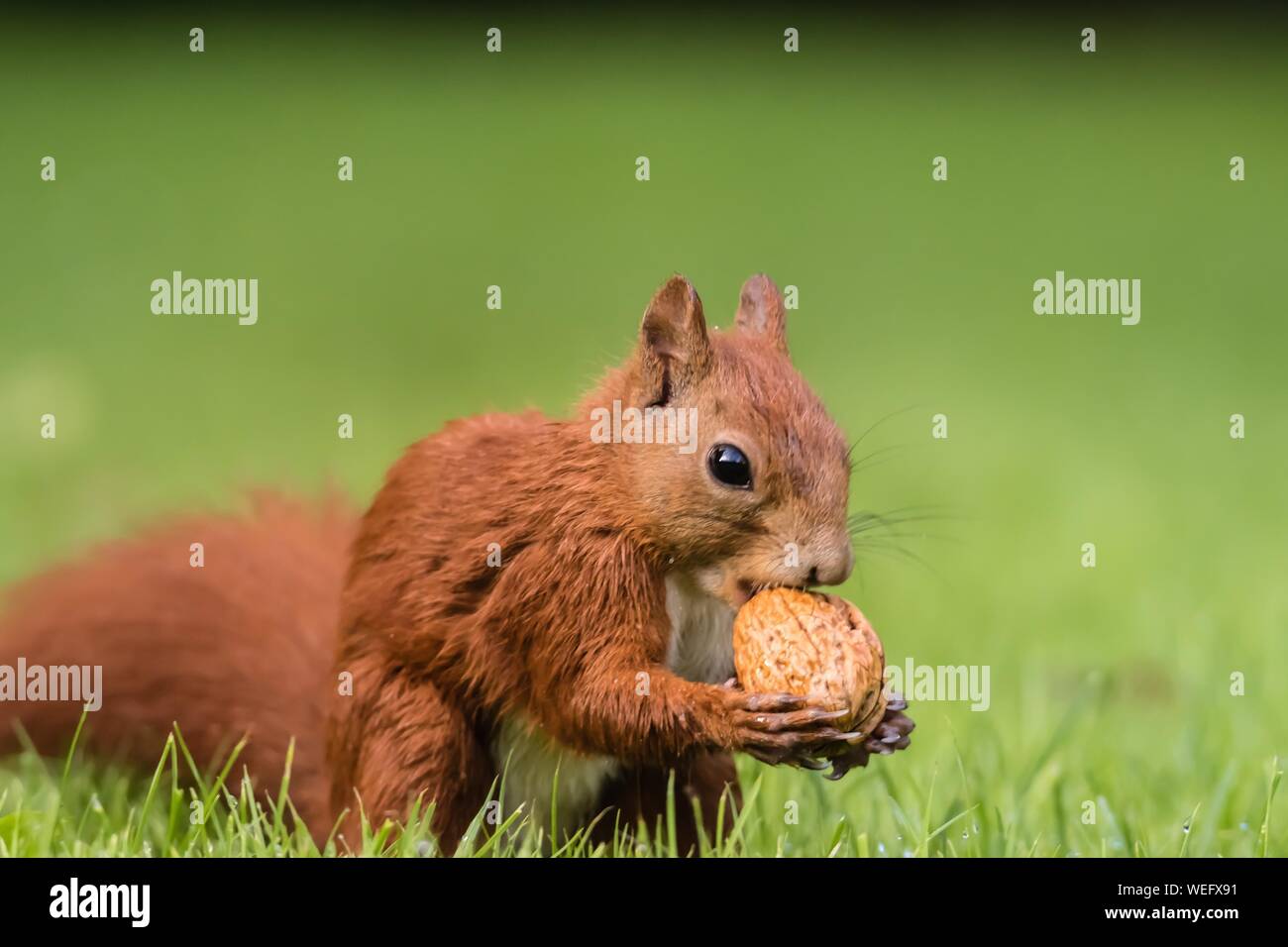 Animal nibbling hi-res stock photography and images - Alamy