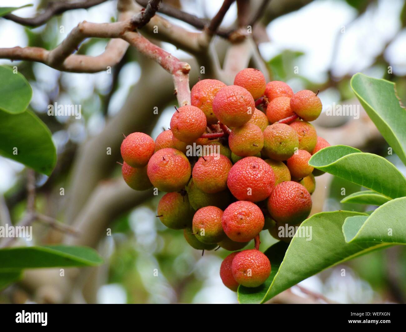 Low hanging fruits hi-res stock photography and images - Alamy