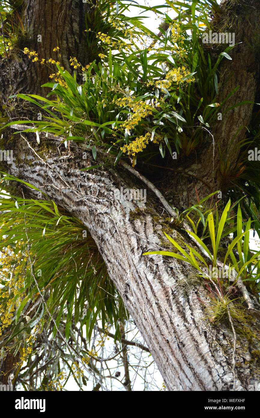 central and south mexico Stock Photo - Alamy