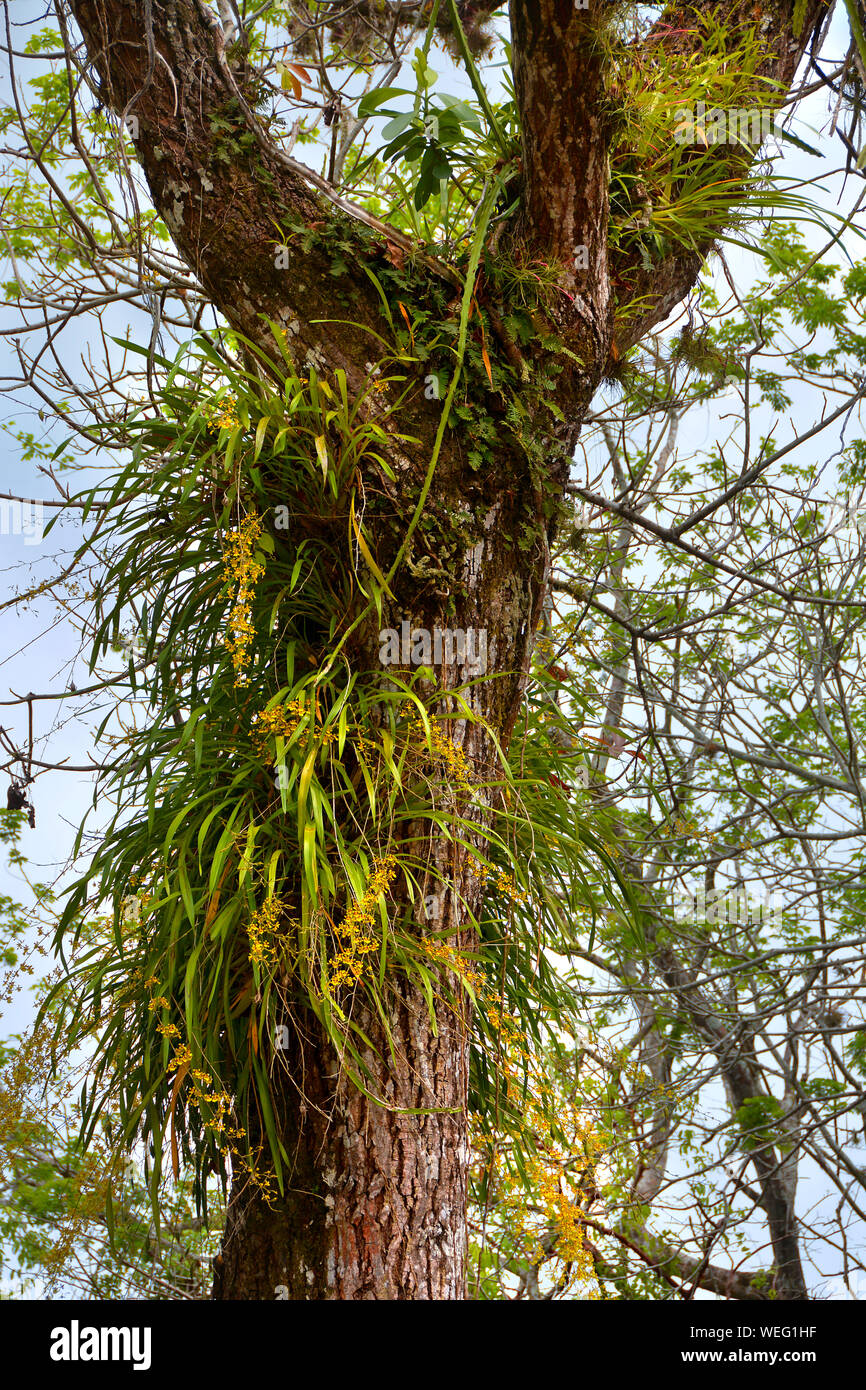central and south mexico Stock Photo - Alamy