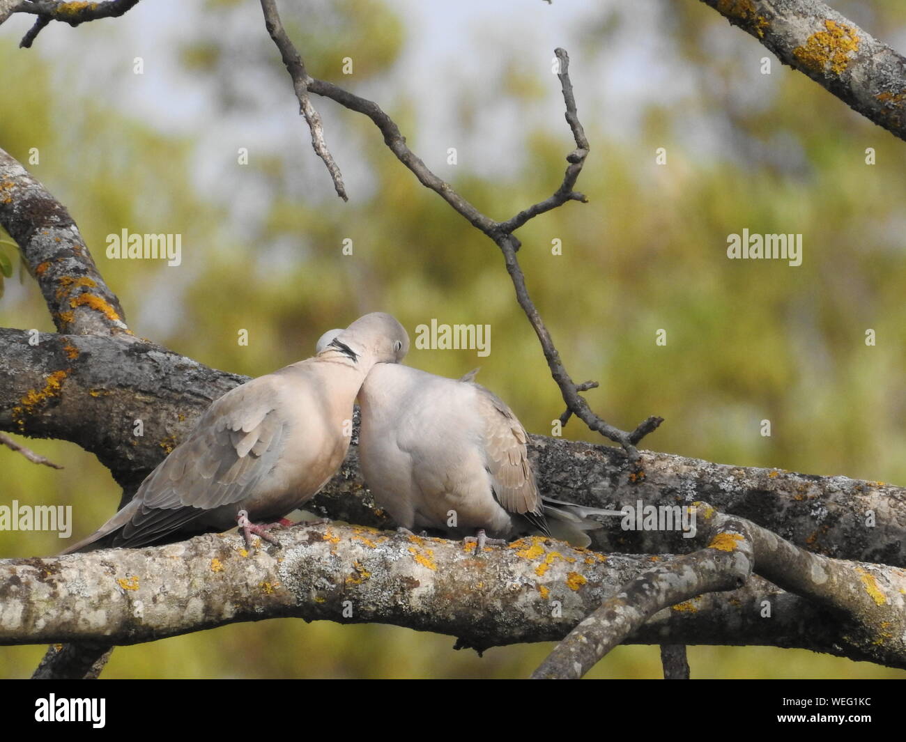 Doves on the branch hi-res stock photography and images - Alamy