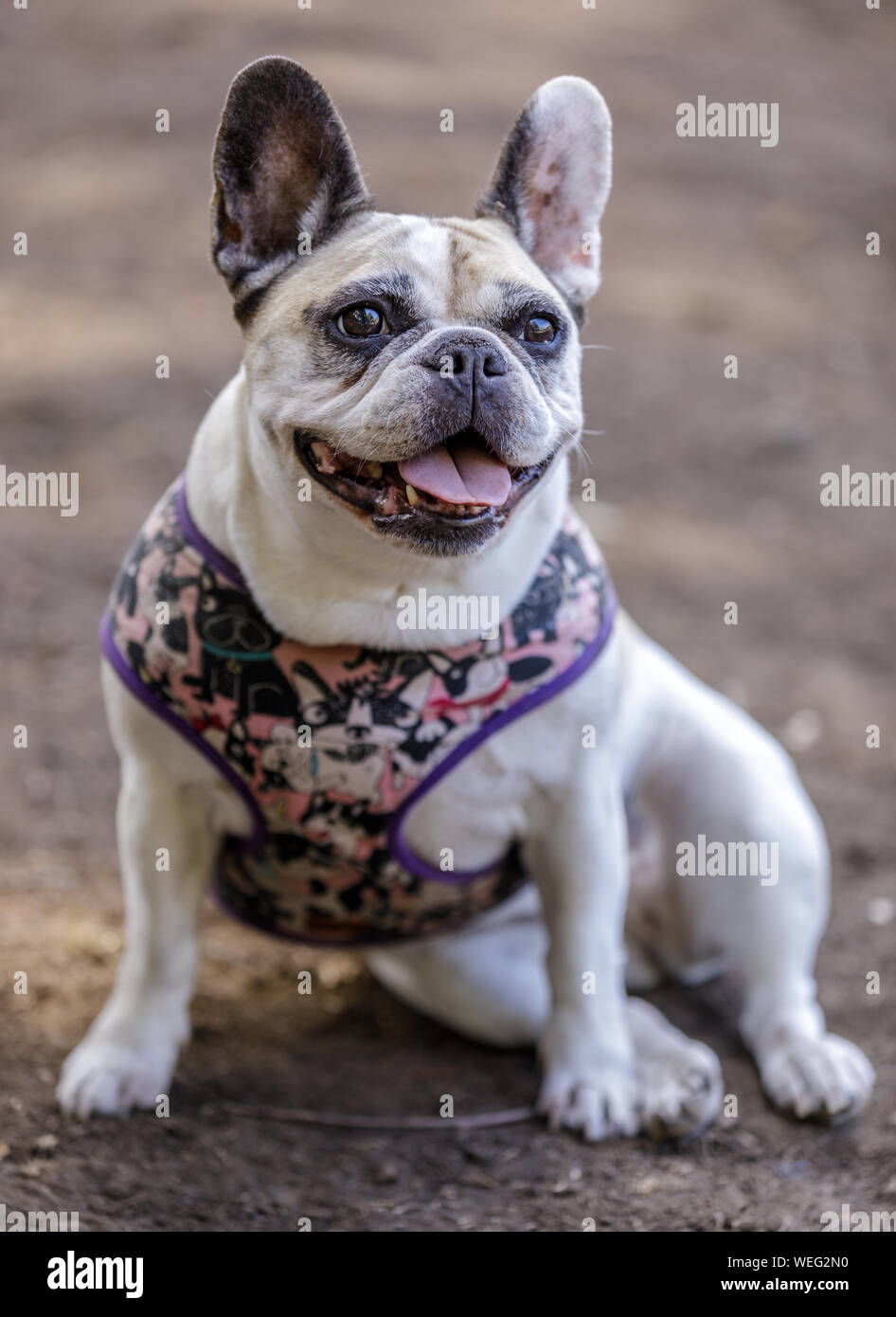 Blue Pied French Bulldog