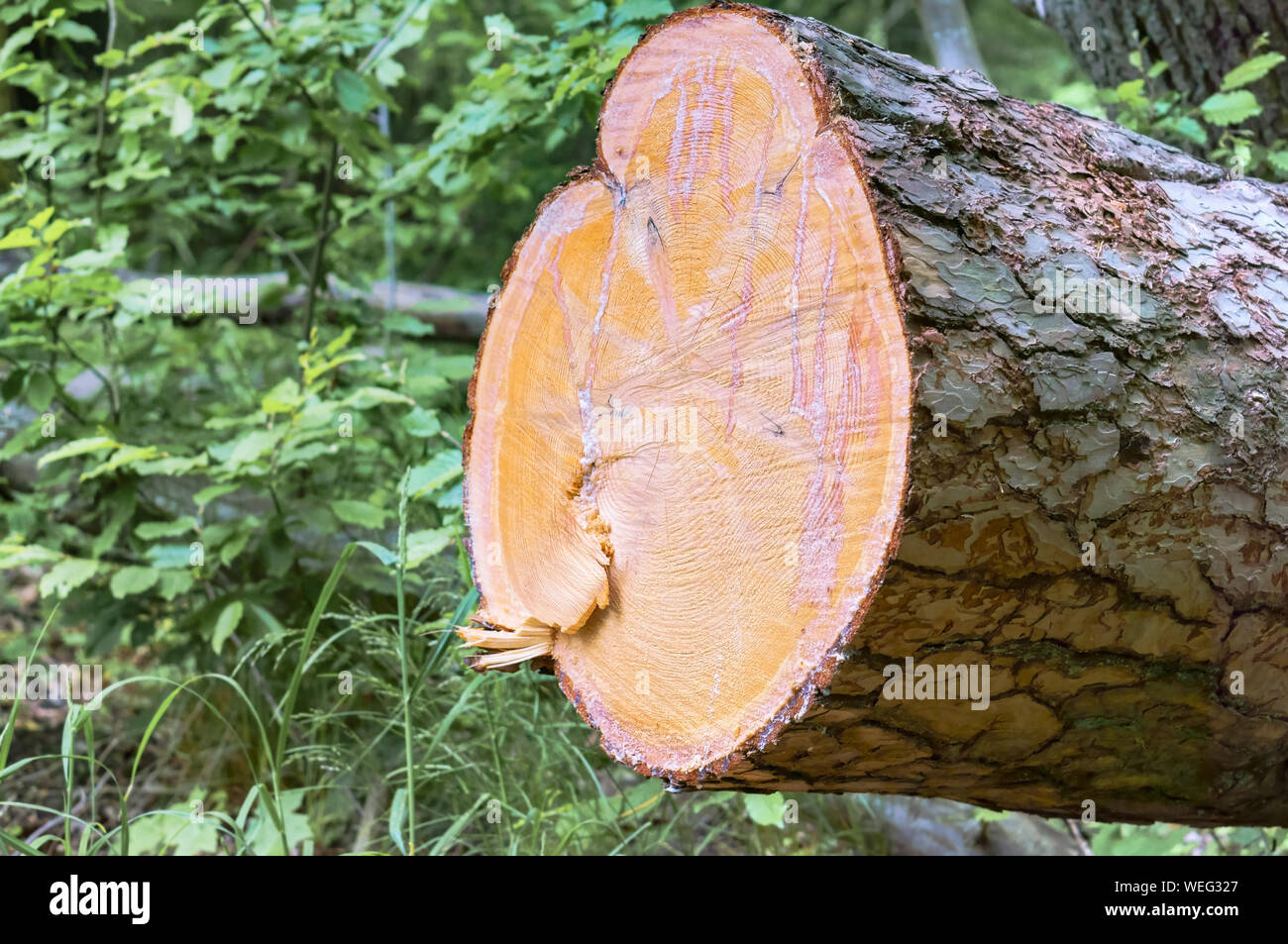 Clean cut logging hi-res stock photography and images - Alamy