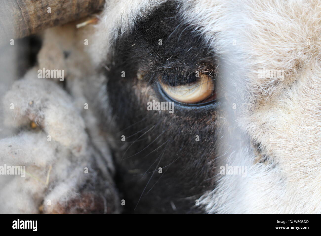 Image of sheep hi-res stock photography and images - Alamy