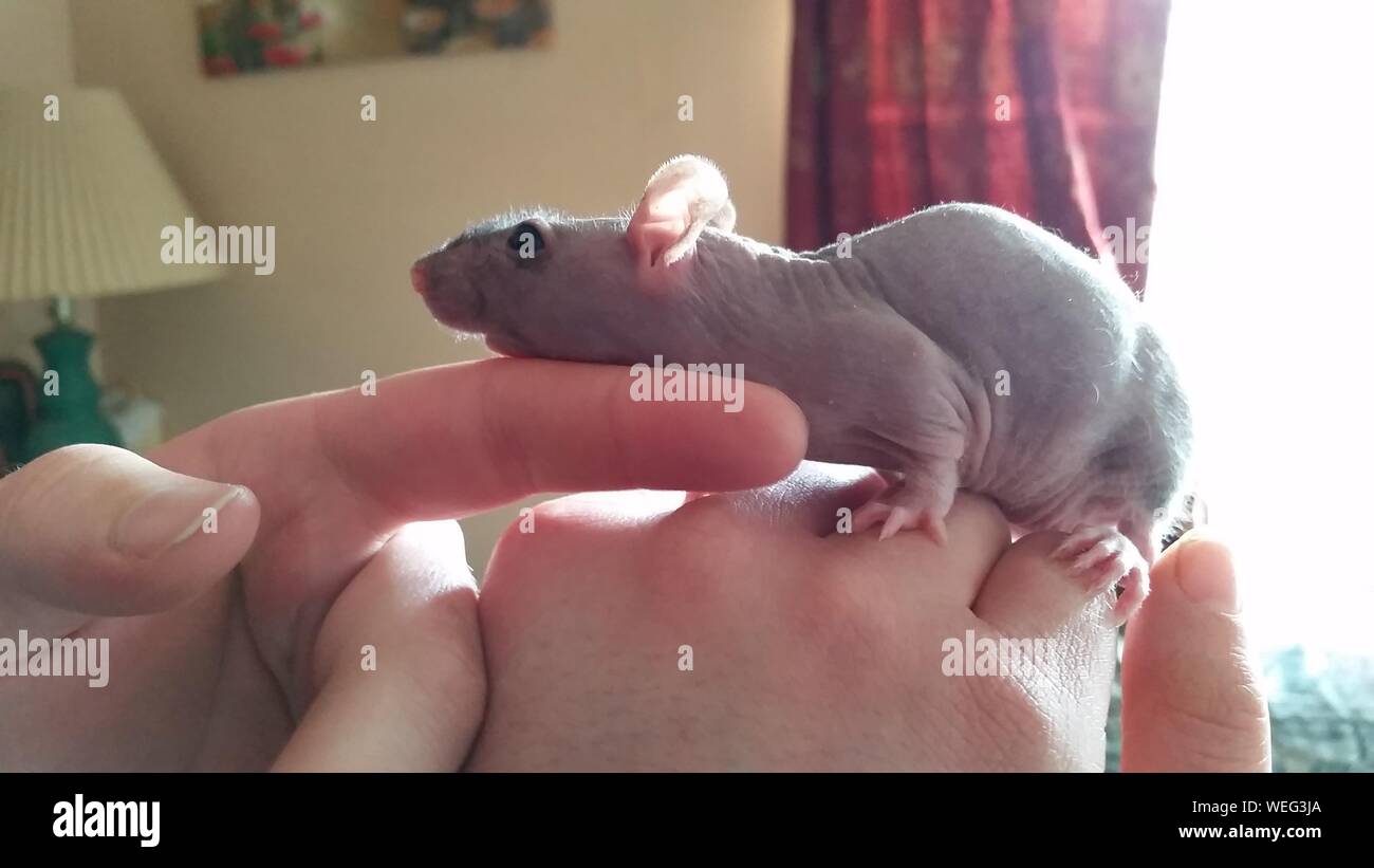 Rat hands hi-res stock photography and images - Alamy