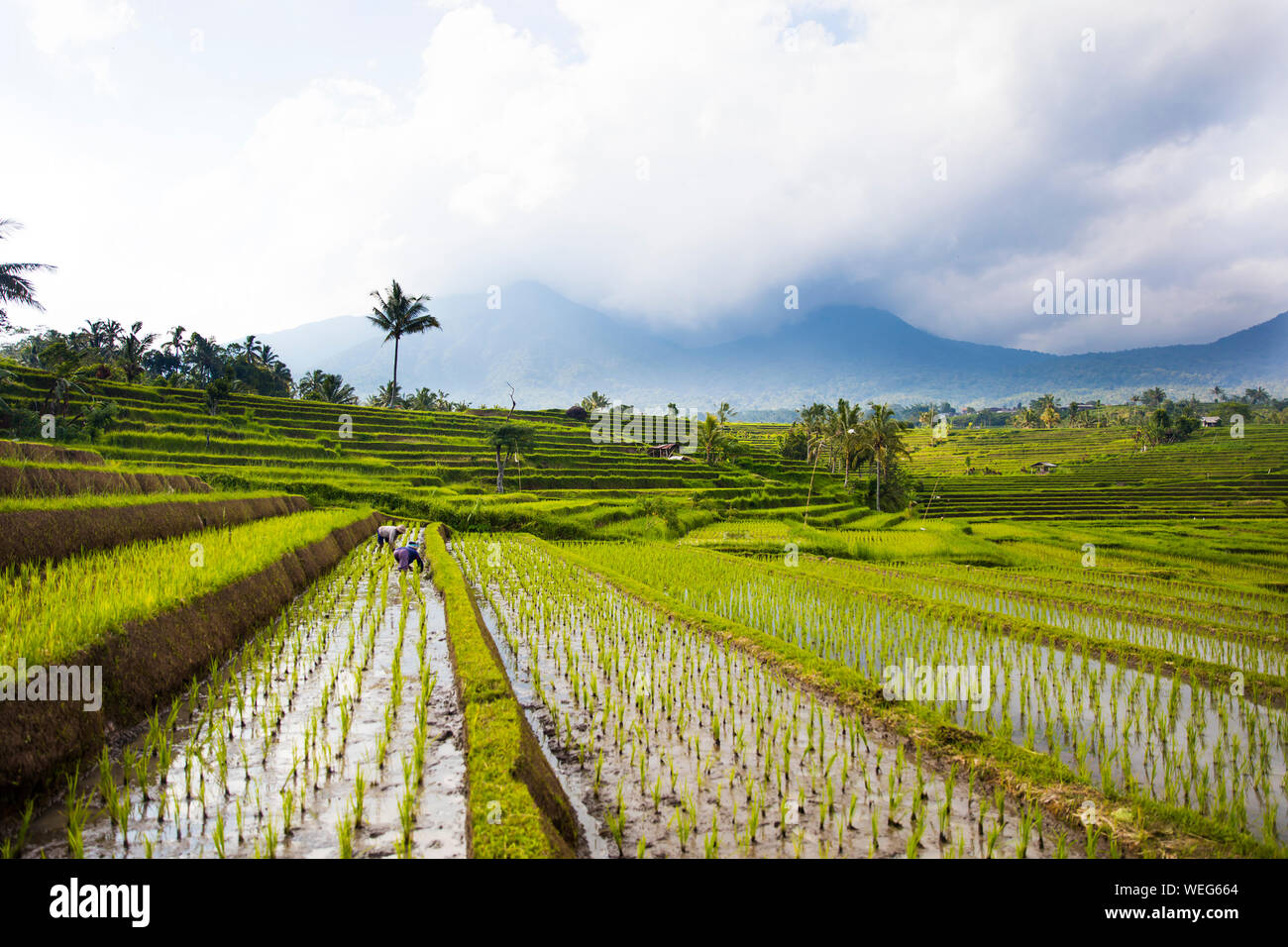 Rice fields of Jatiluwih in southeast Bali, Indonesia Stock Photo - Alamy