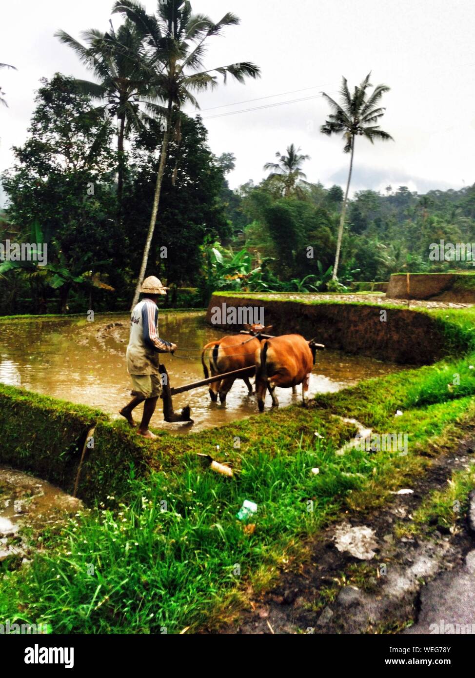 Bull plowing hi-res stock photography and images - Alamy
