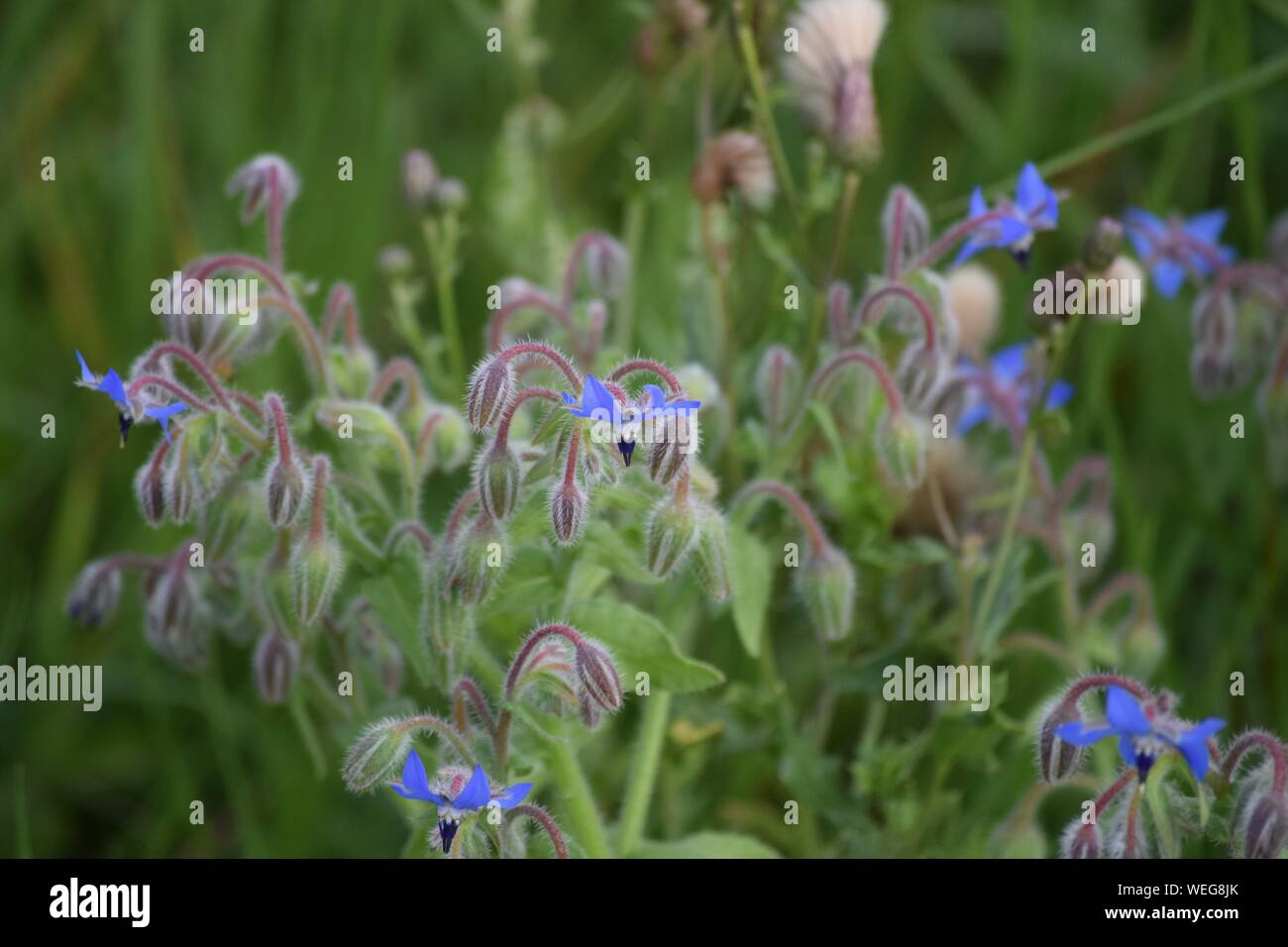 Wild borage hi-res stock photography and images - Alamy