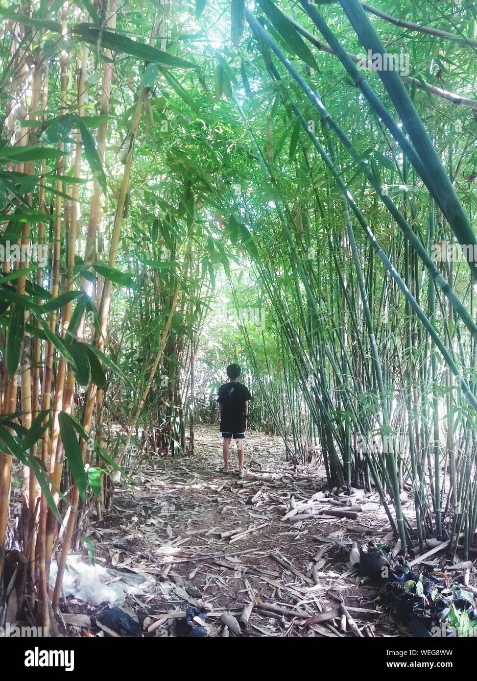 Boy standing in forest hi-res stock photography and images - Alamy