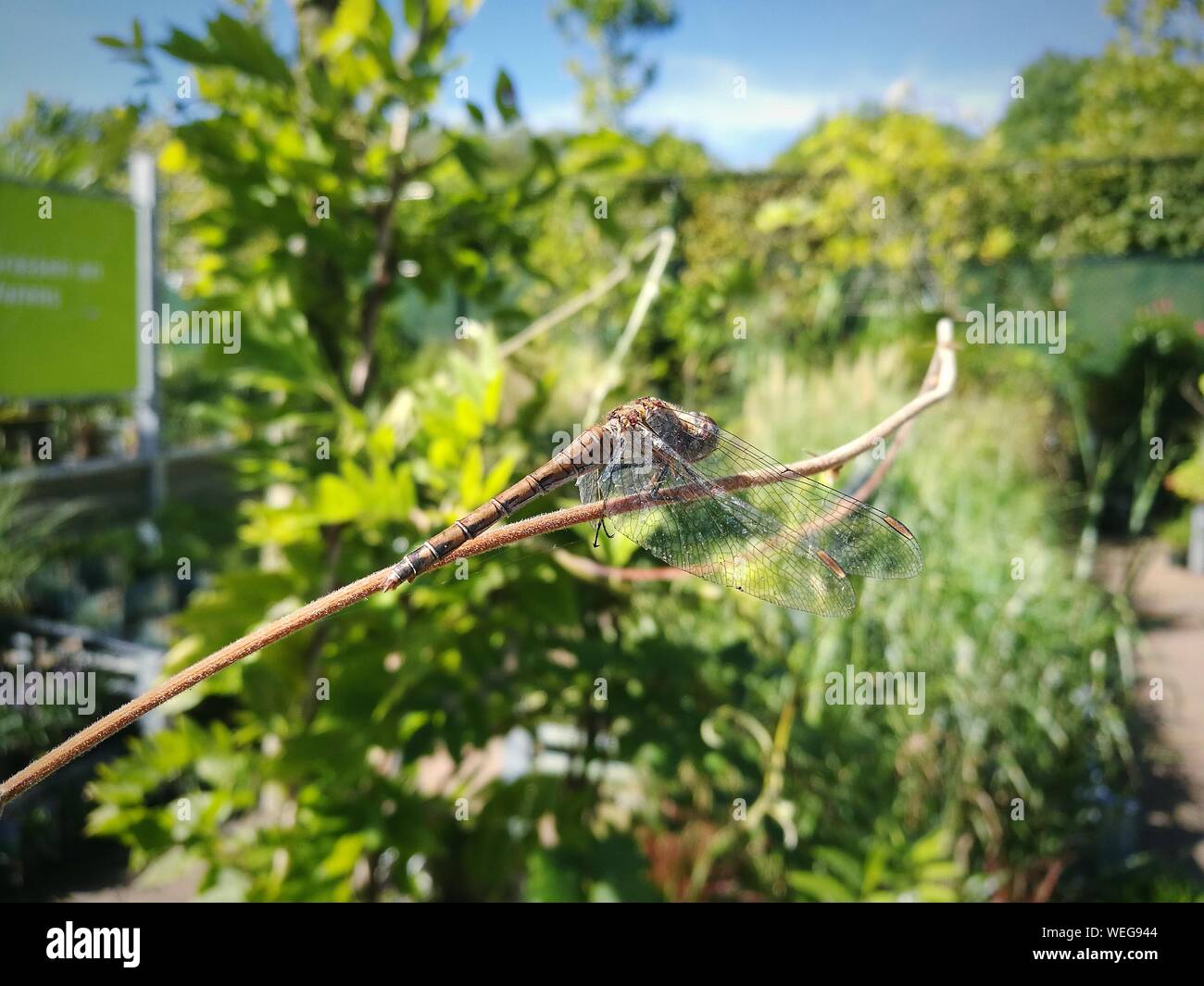 Calm insect hi-res stock photography and images - Alamy