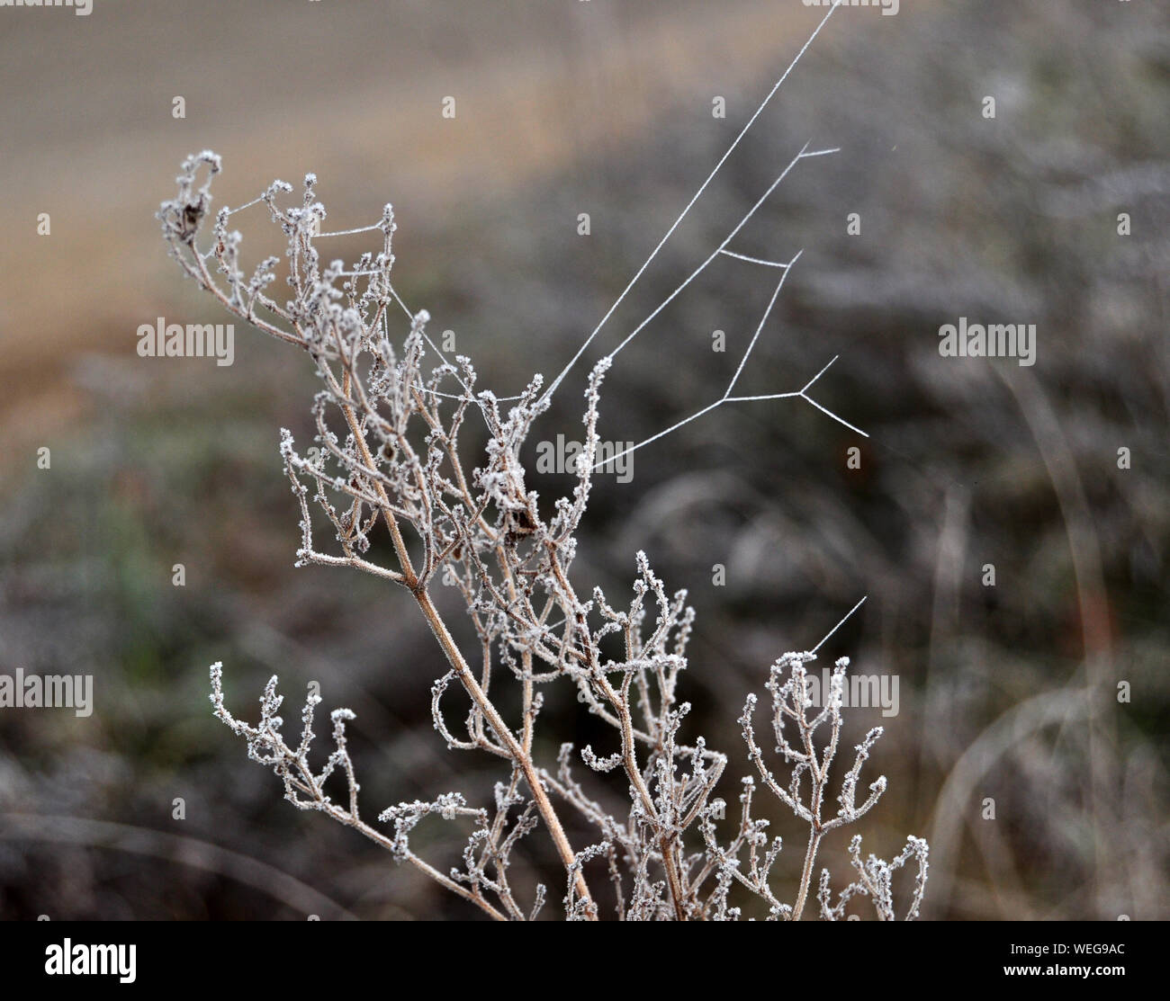 Dead of winter hi-res stock photography and images - Alamy