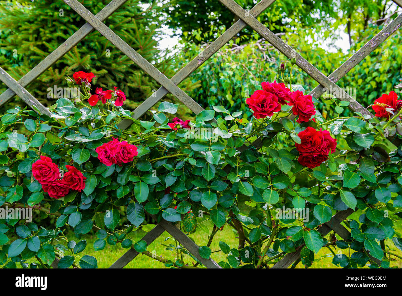 Beautiful red rose fence. Colorful garden background Stock Photo - Alamy