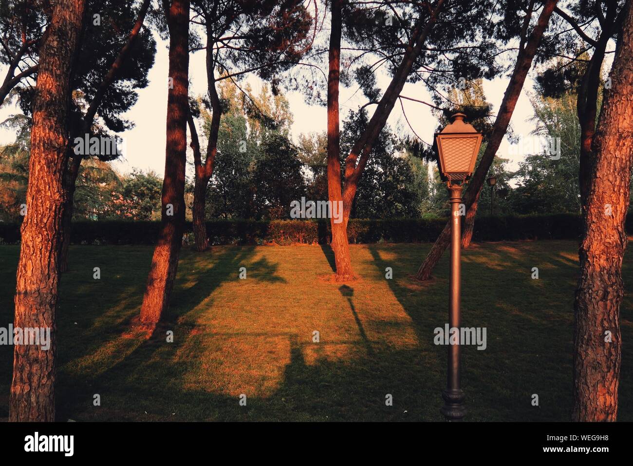 Lamp post in trees hi-res stock photography and images - Alamy