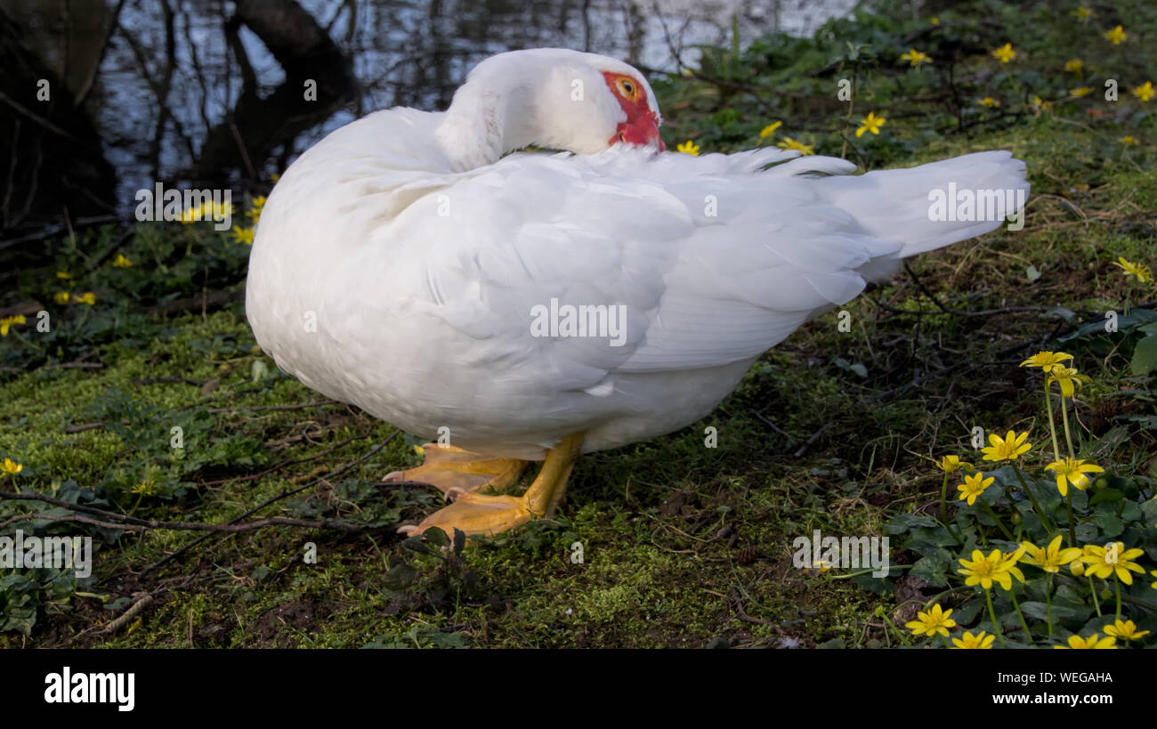 Feathers and goose hi-res stock photography and images - Alamy