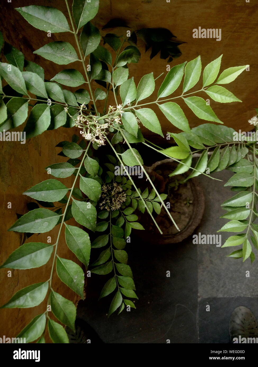 The curry plant hi-res stock photography and images - Alamy