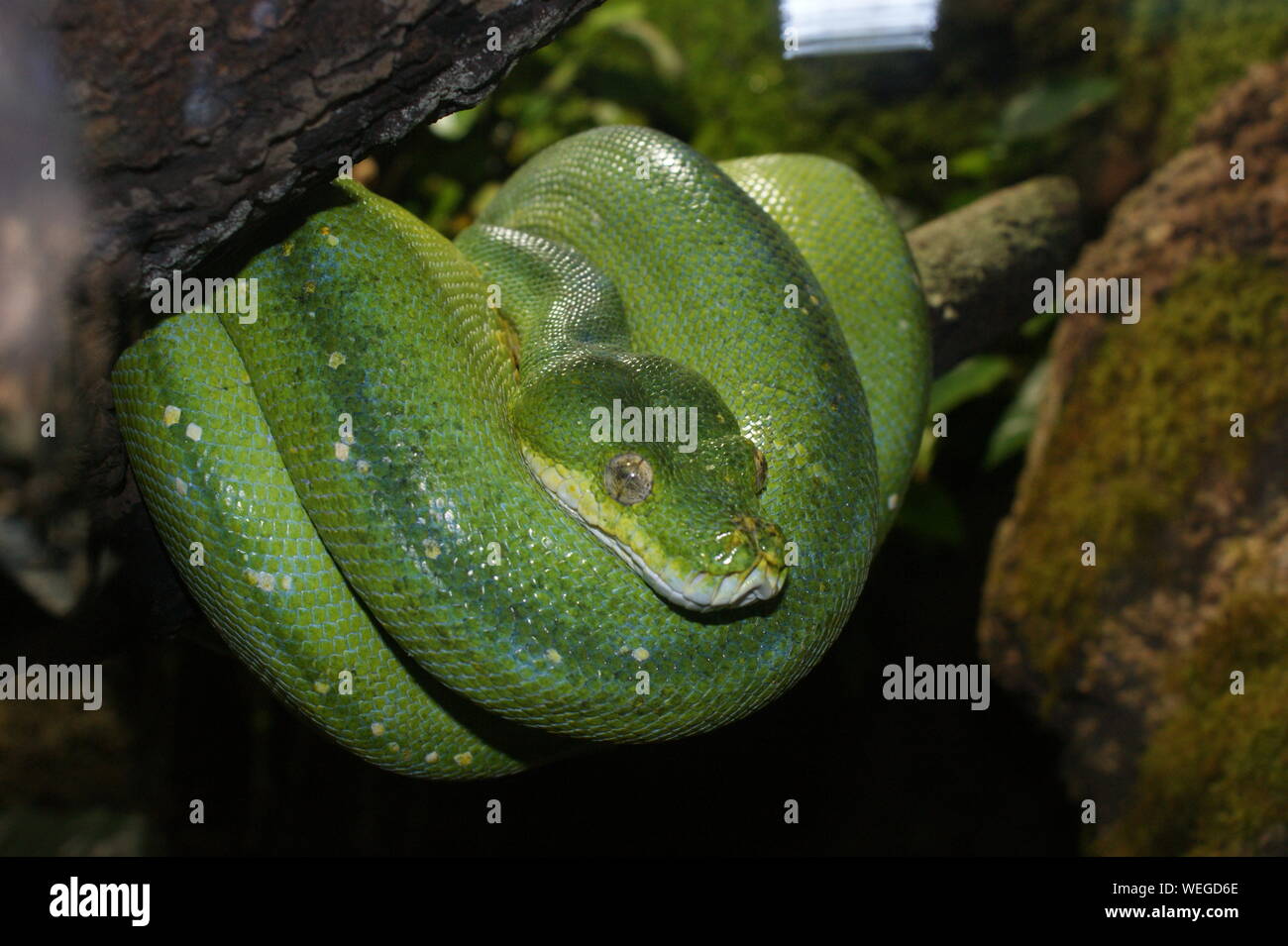 Rolled up on branch hi-res stock photography and images - Alamy