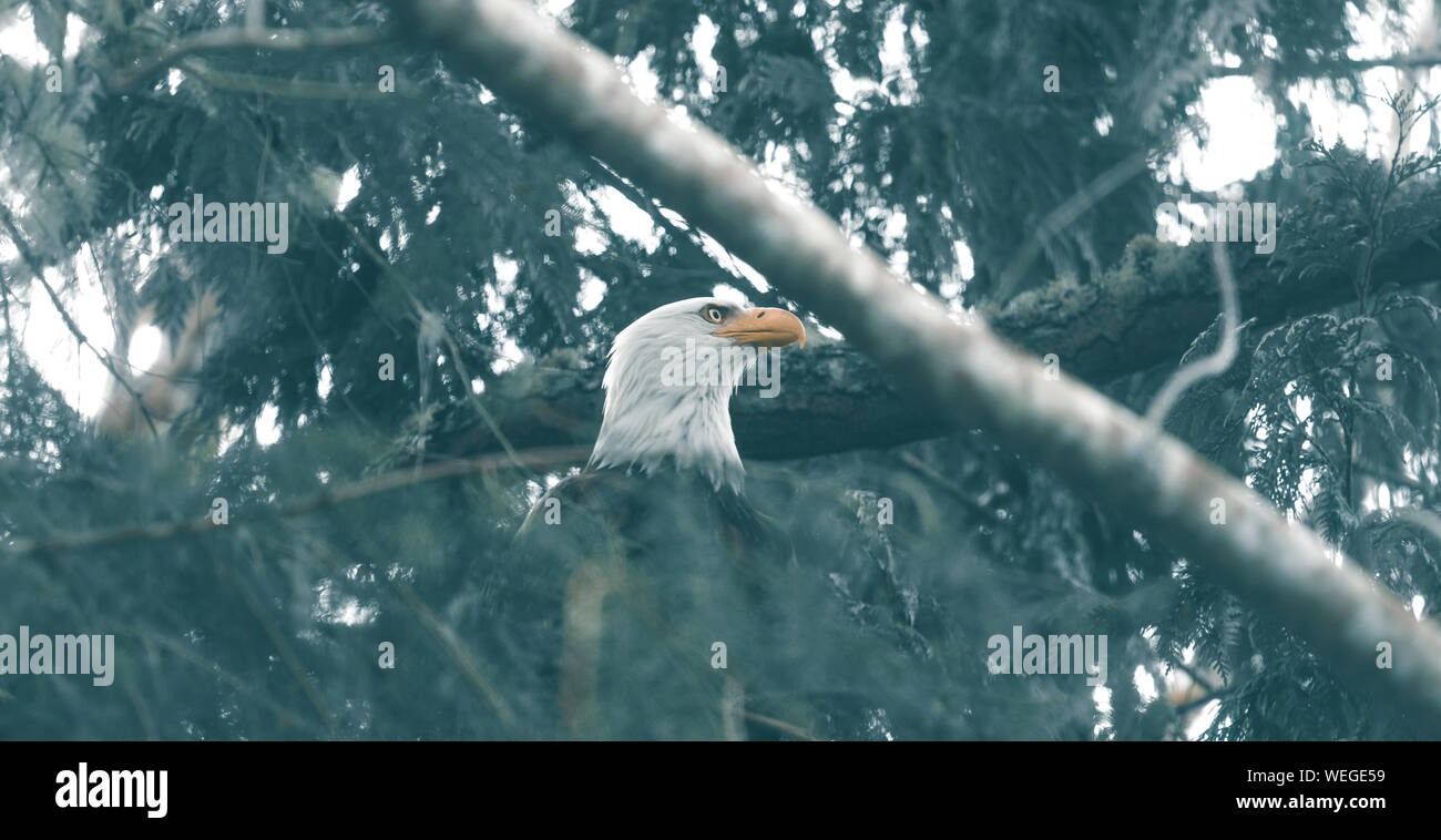 Eagle on tree hi-res stock photography and images - Alamy