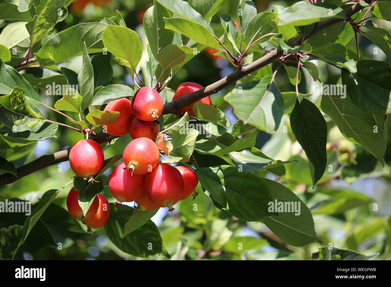 Red apples on a tree in a summer garden, selective focus. Ripe paradise ...