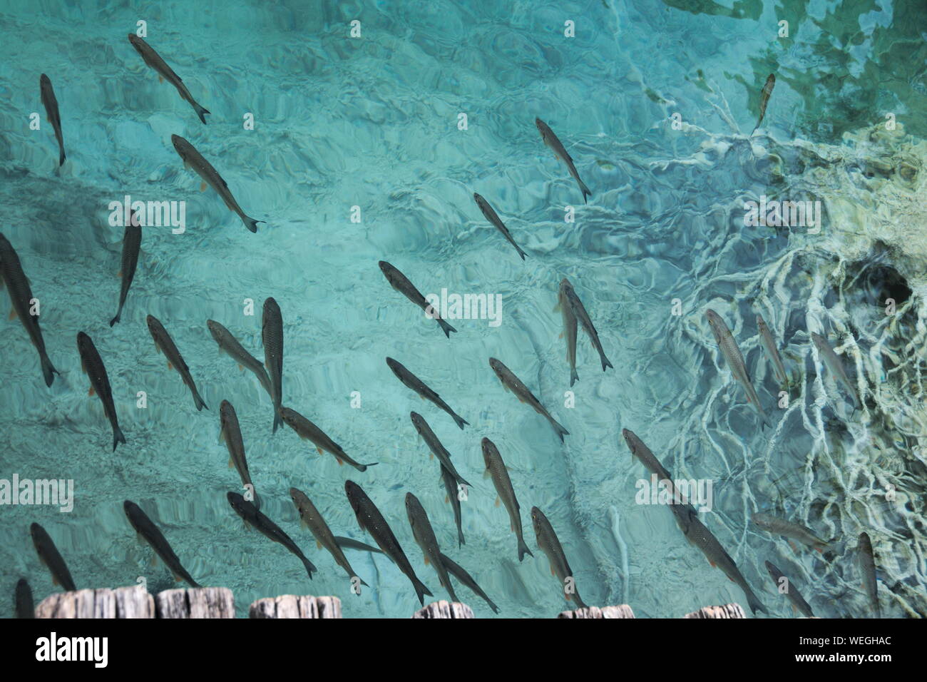 Plitvice Lakes Wildlife High Resolution Stock Photography and Images ...