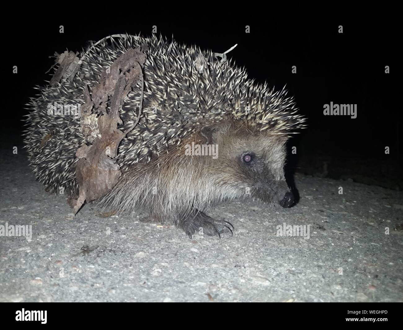Hedgehog night street hi-res stock photography and images - Alamy
