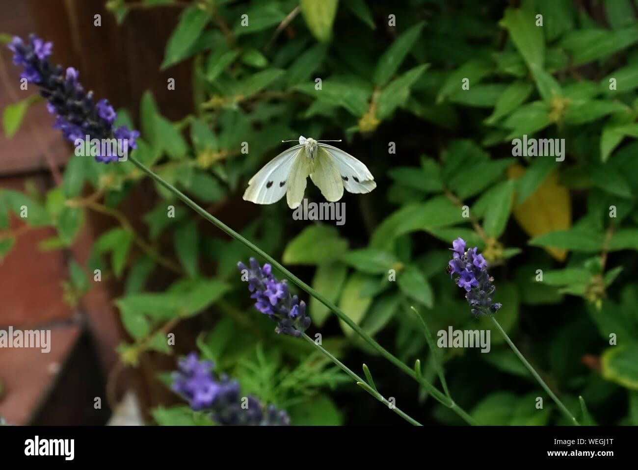 White butterfly in flight over a garden lavender Stock Photo - Alamy