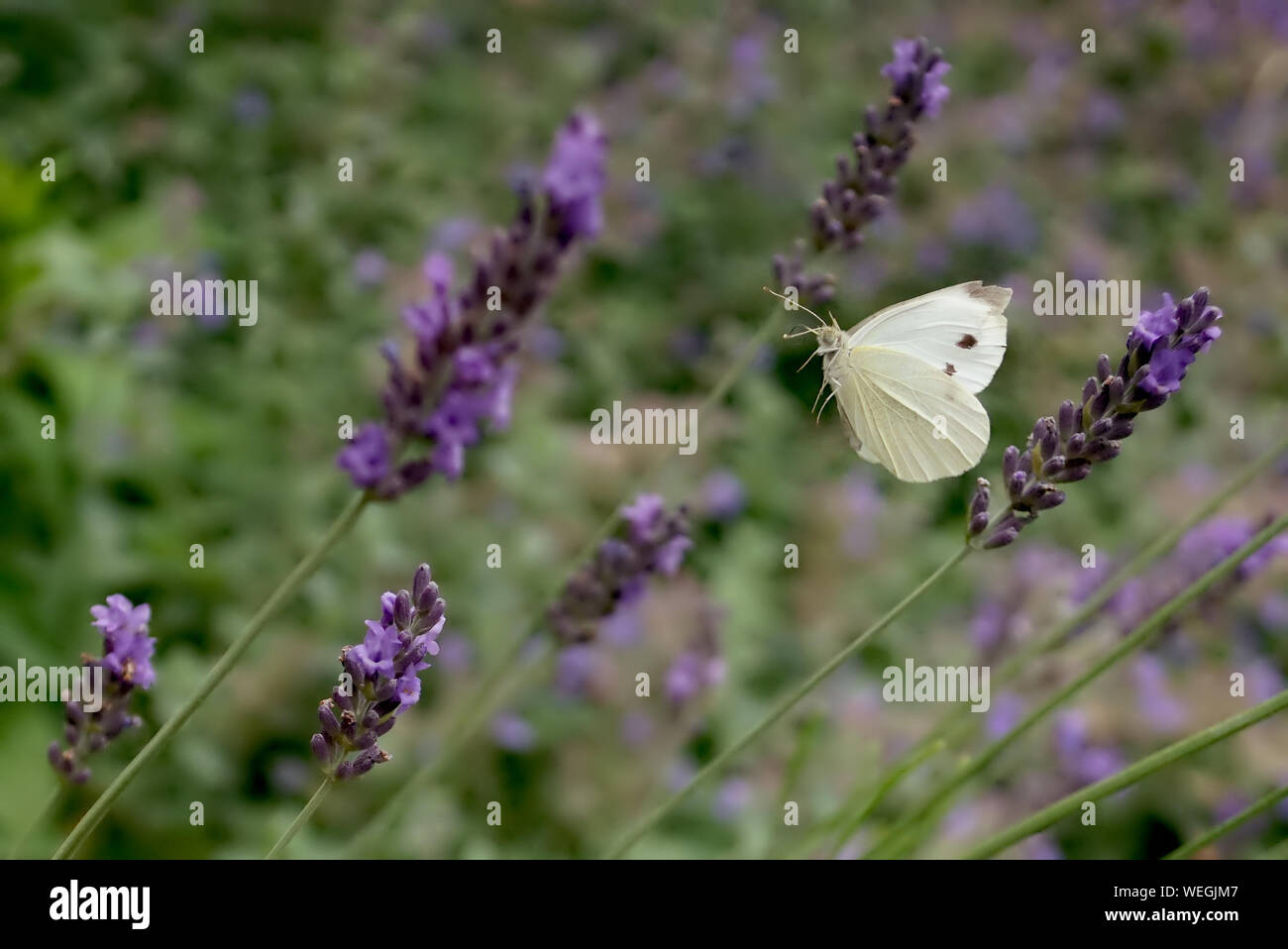 White butterfly in flight over a garden lavender Stock Photo - Alamy
