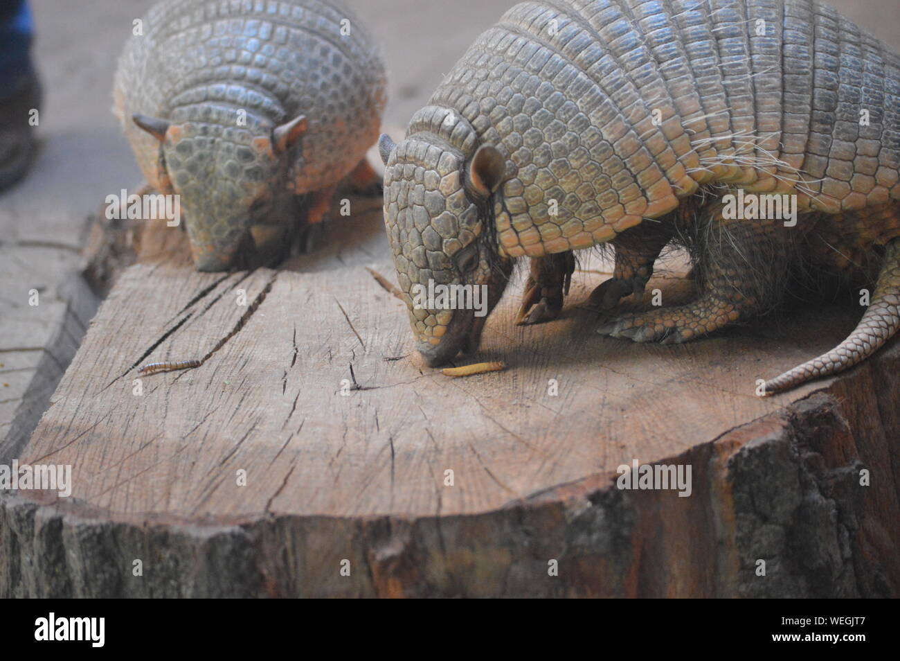 Armadillos feeding hi-res stock photography and images - Alamy